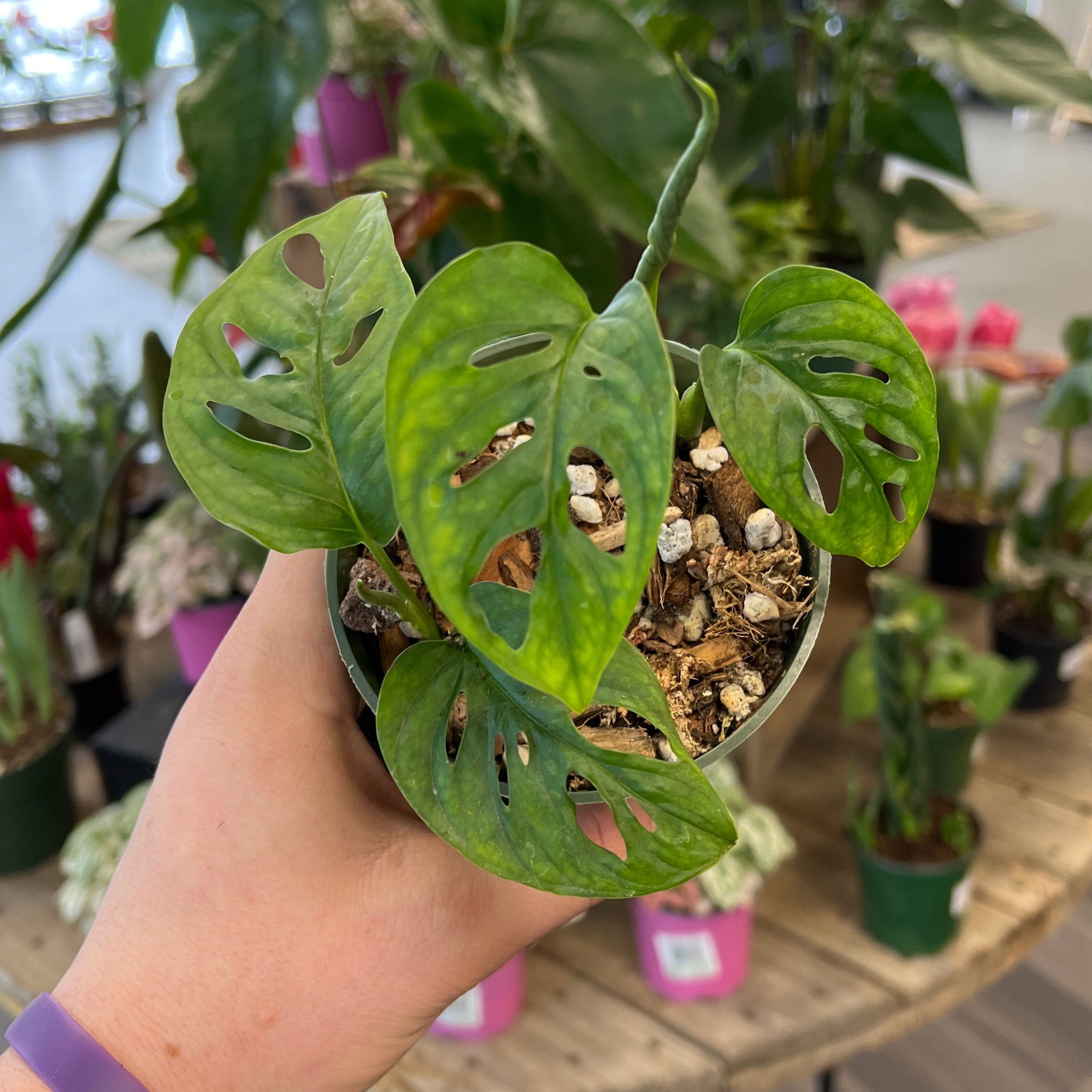4-monstera-adansonii-planted-plant-co